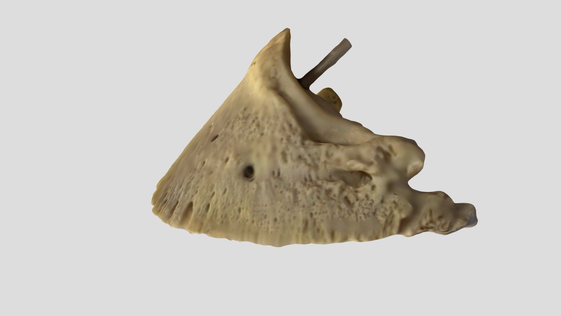 Equine P3 Coffin Bone - Download Free 3D model by UoN SVMS Centre of ...