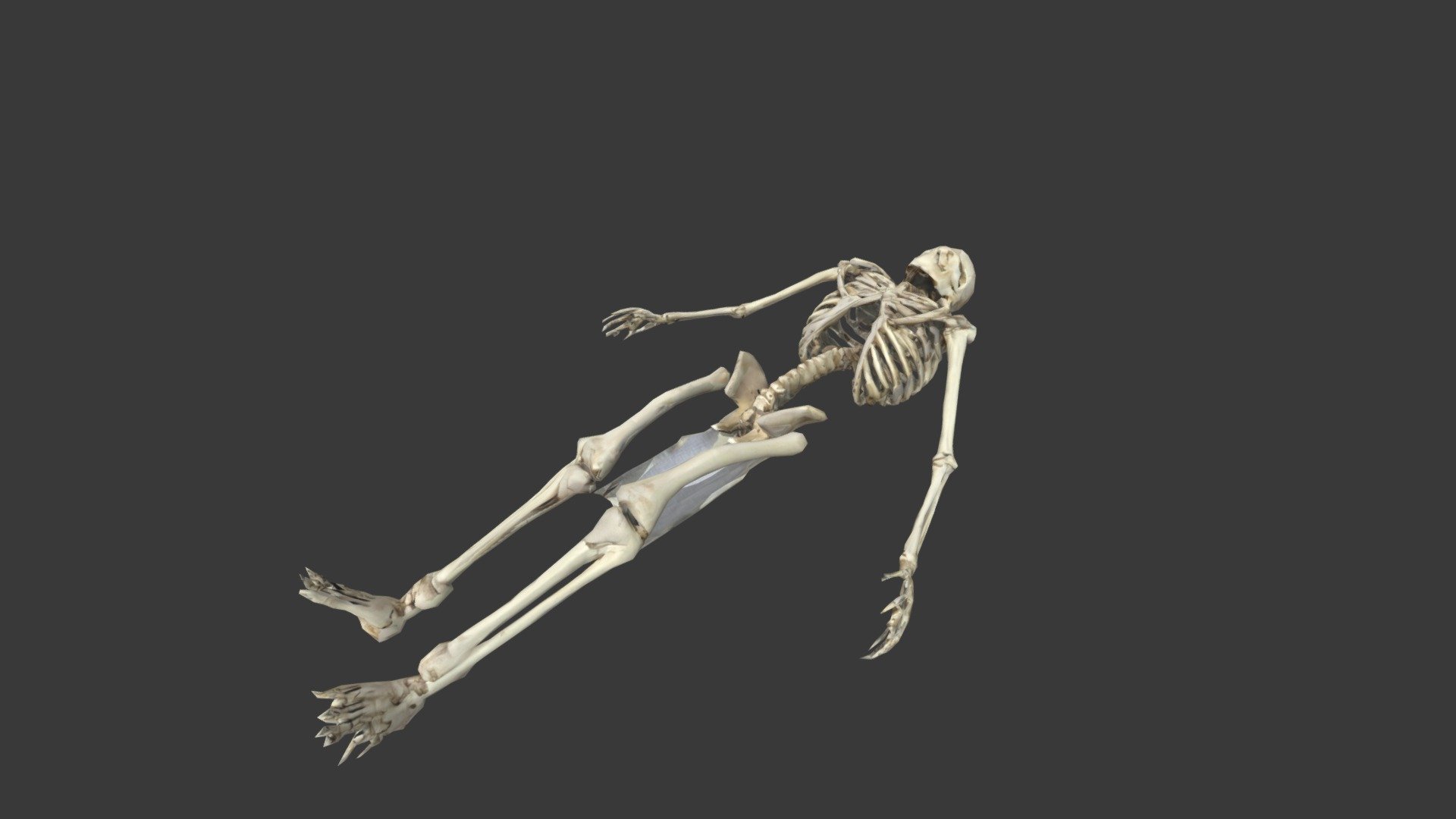 Human Skeleton - Download Free 3D model by Harsh2004 (@Harshitverma ...