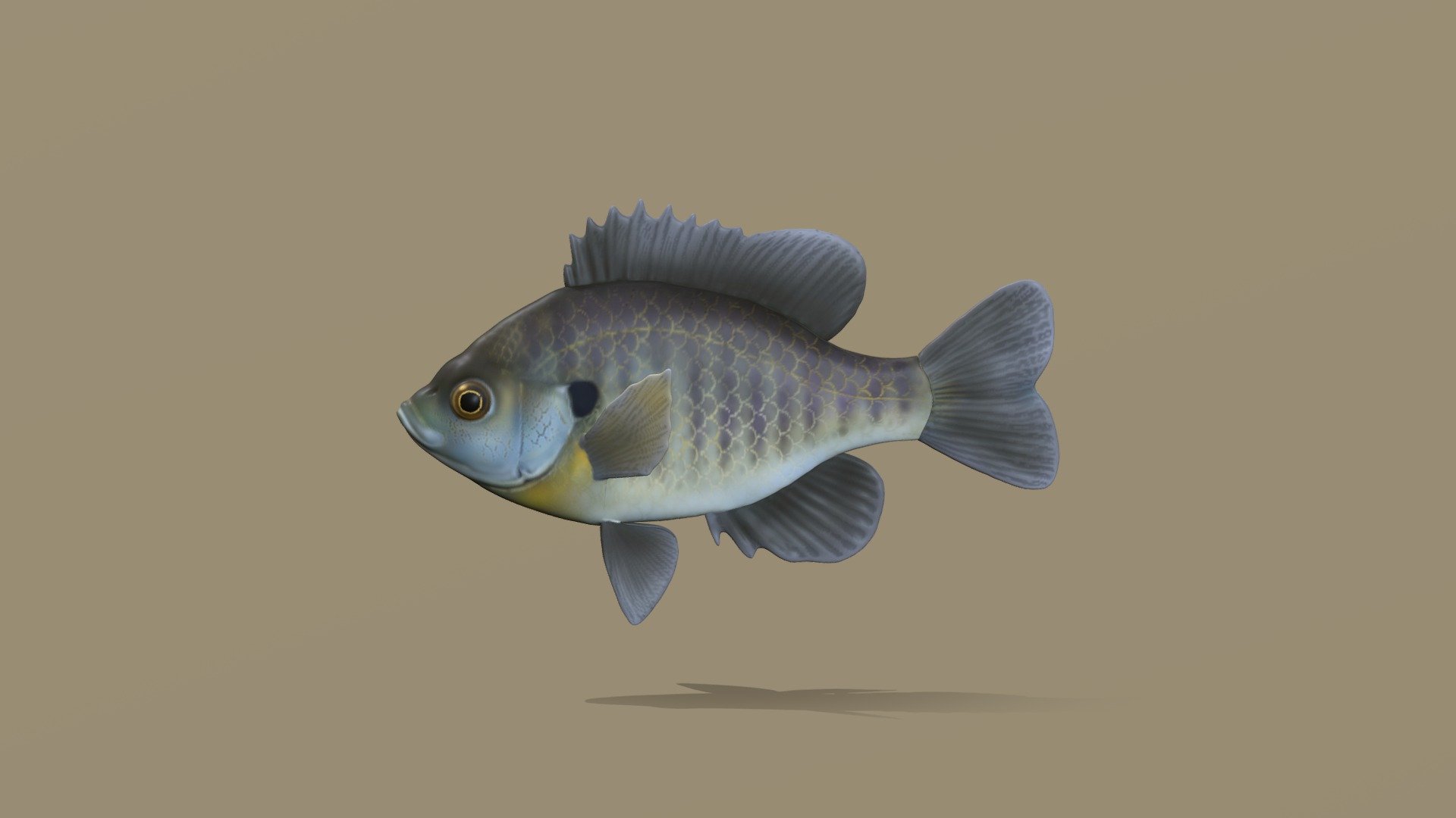 Bluegill 150,000poly - Buy Royalty Free 3D model by CIverson ...