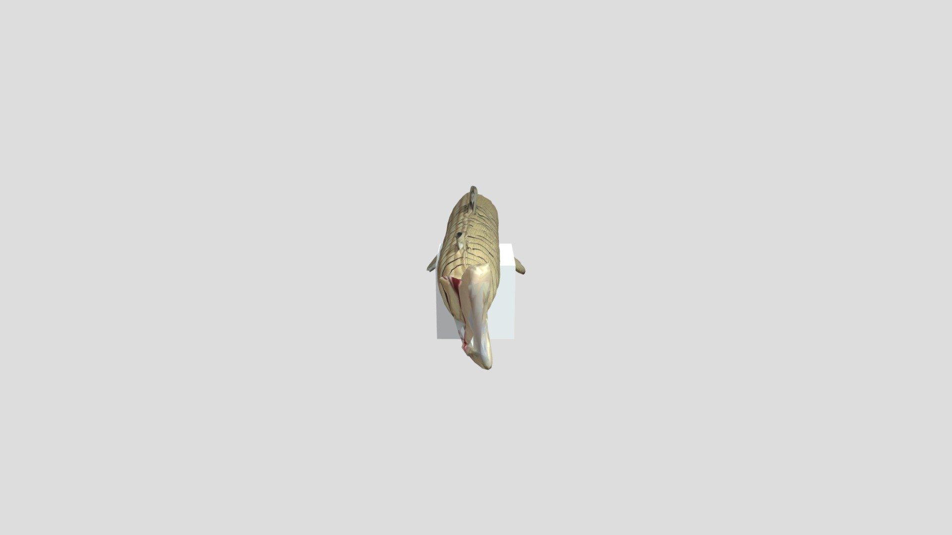 Jaws Action! Shark Model - Download Free 3D model by 160MYClassProjects ...