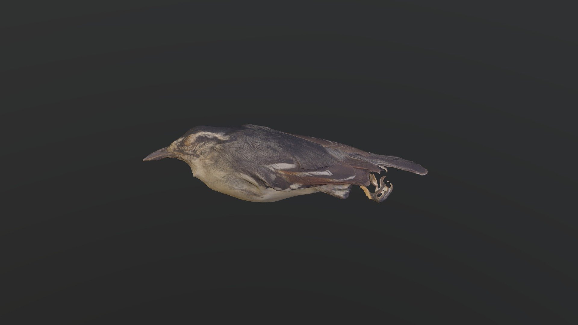 Banded Antbird - Dichrozona cincta - 3D model by MooreLab [255c725 ...