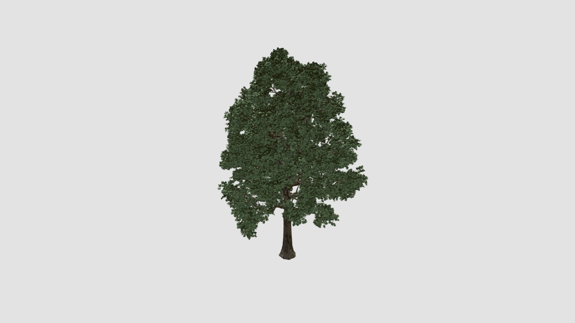 Acer Plant - Buy Royalty Free 3D model by Evermotion [255ccd1 ...