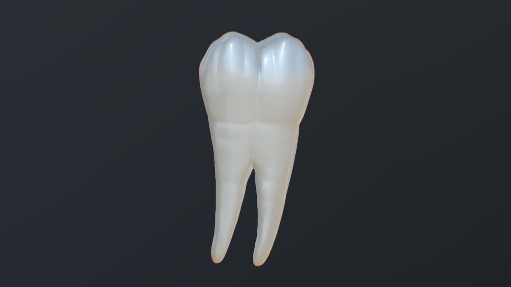 Tooth 31 High Res - 3D model by ImproViz [255dc96] - Sketchfab