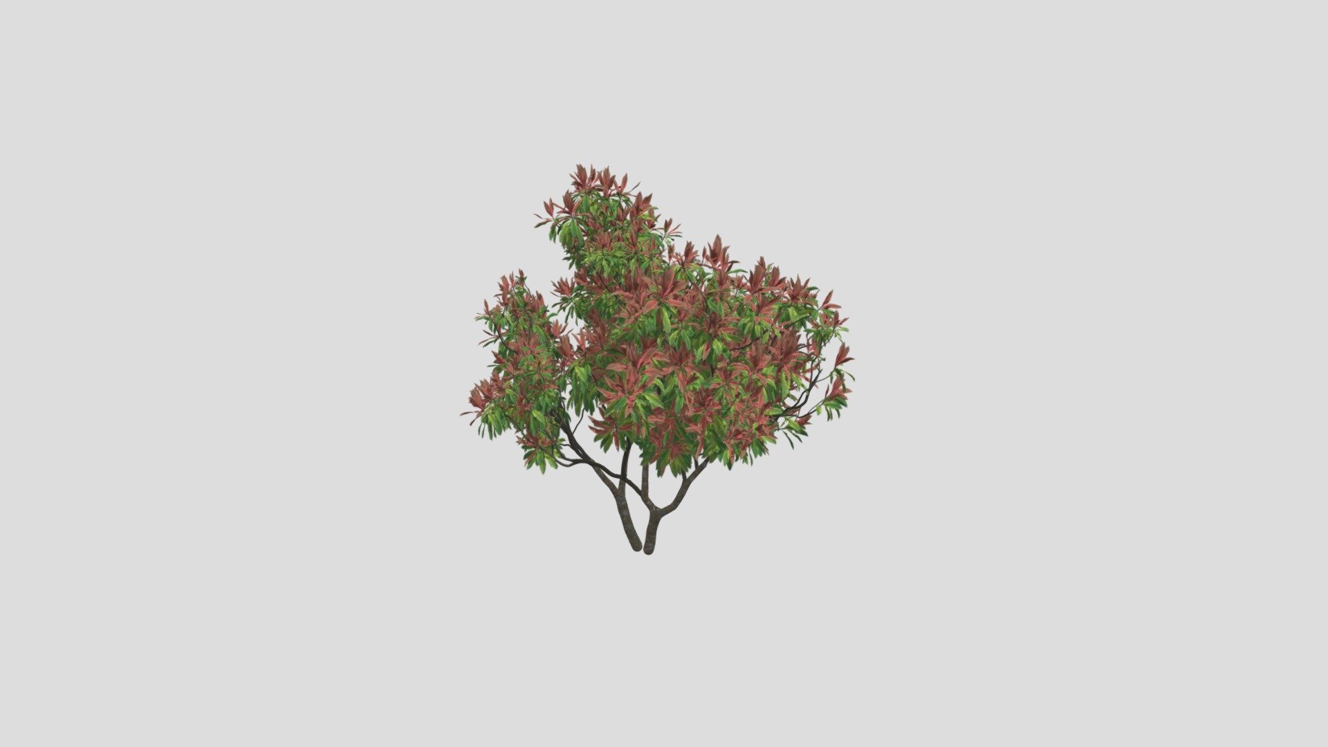Loquat tree 2 AM210 Archmodel - Buy Royalty Free 3D model by Evermotion ...