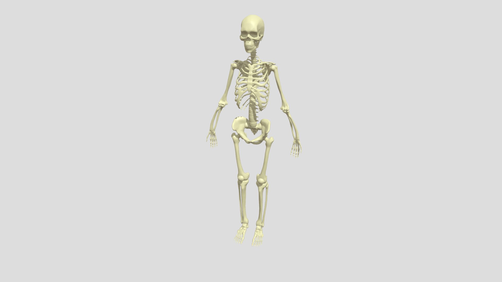 Female_Human_Skeleton_-_ZBrush_-_Anatomy_Study - 3D model by akuuueca ...