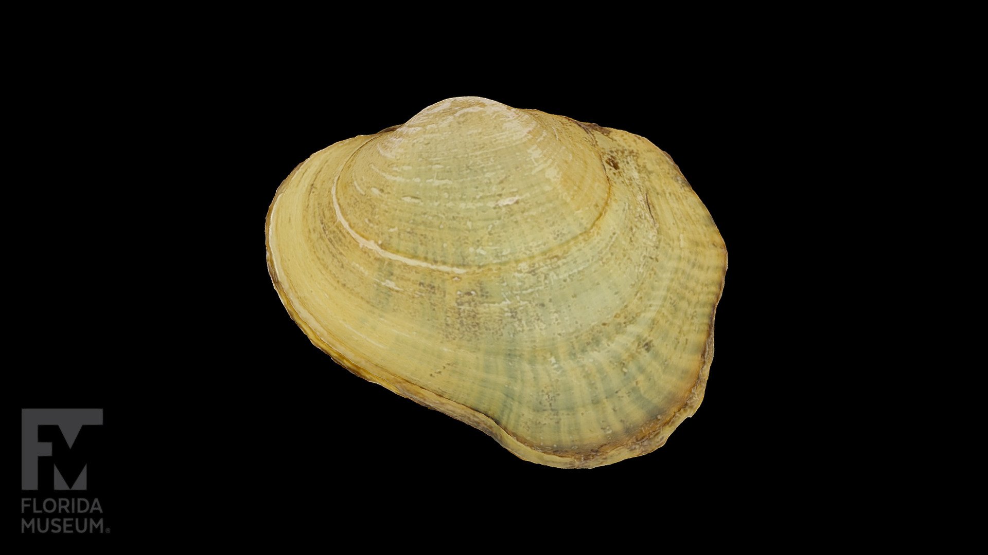 Yellow blossom - Freshwater mussel - 3D model by FloridaMuseum [25668b5 ...