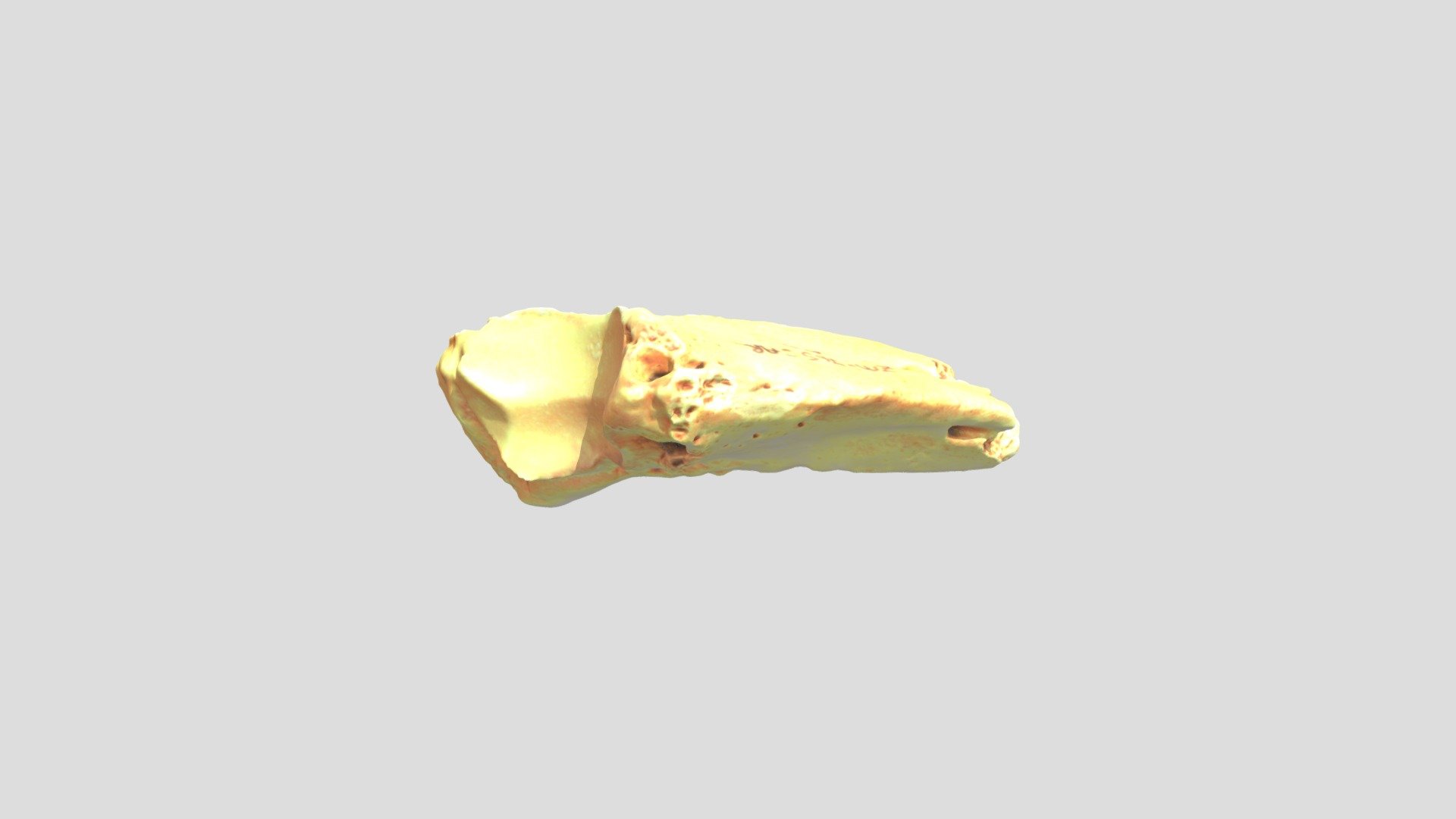 Bos indicus (zebu) - R anterior phalanx III - 3D model by ...