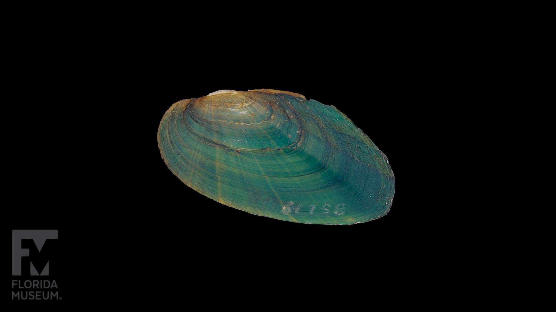 Delicate spike - Freshwater Mussel - 3D model by FloridaMuseum [2568572 ...
