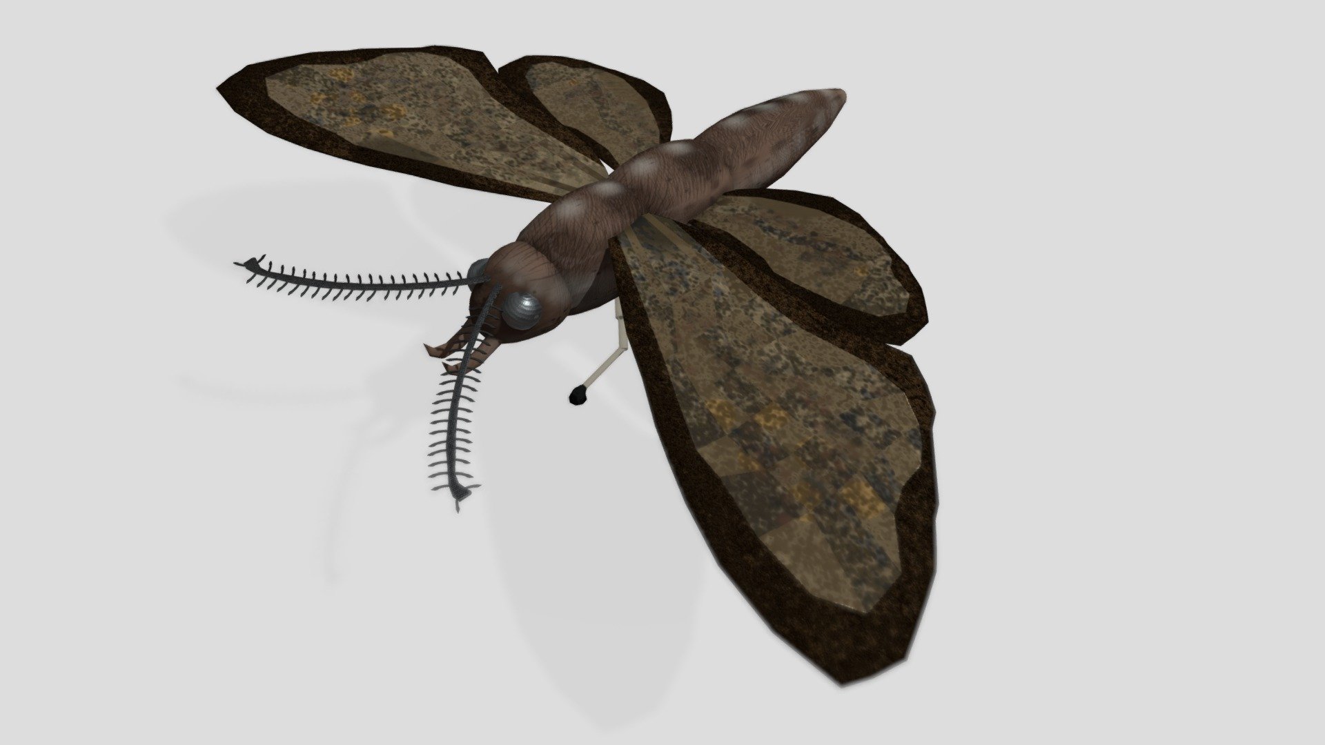 Moth - 3D model by s4101141 [2580262] - Sketchfab