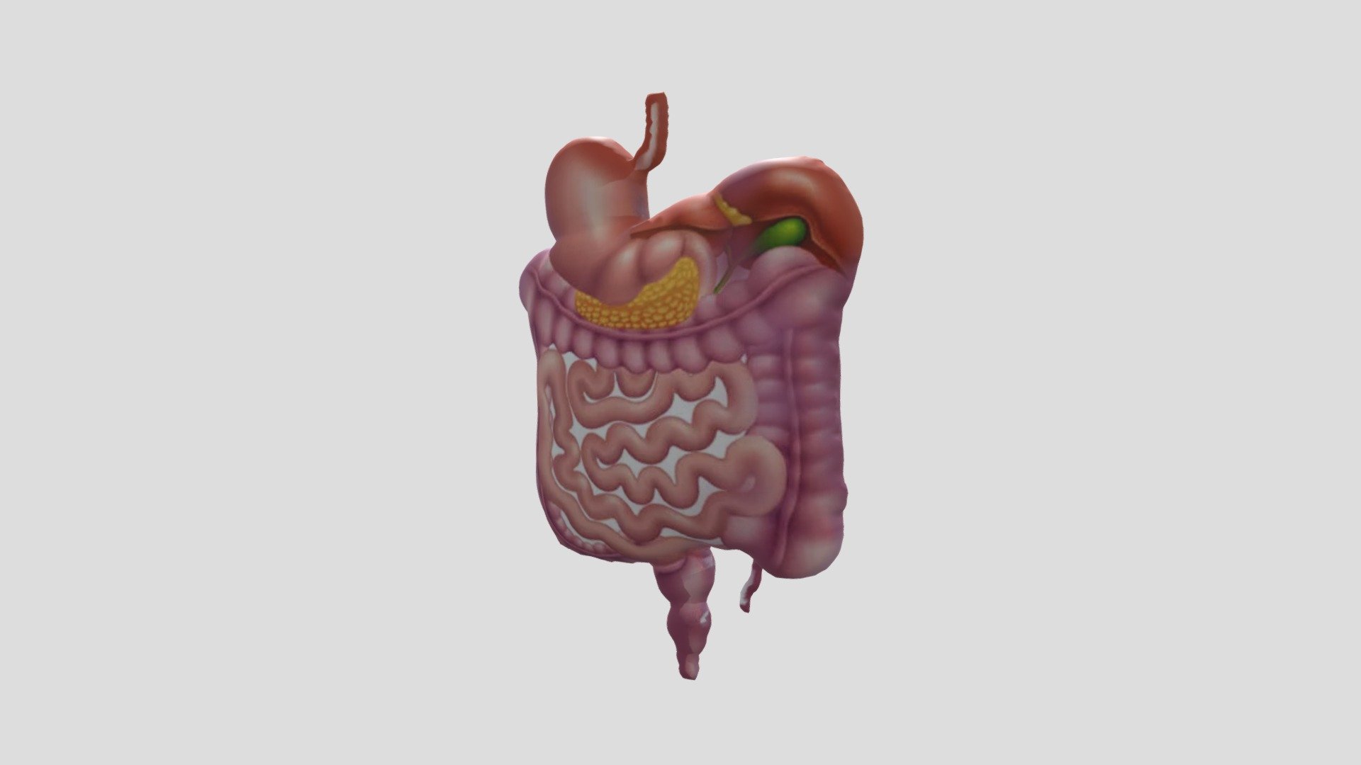 AR_Organ - Download Free 3D model by anandika.p [258ab90] - Sketchfab