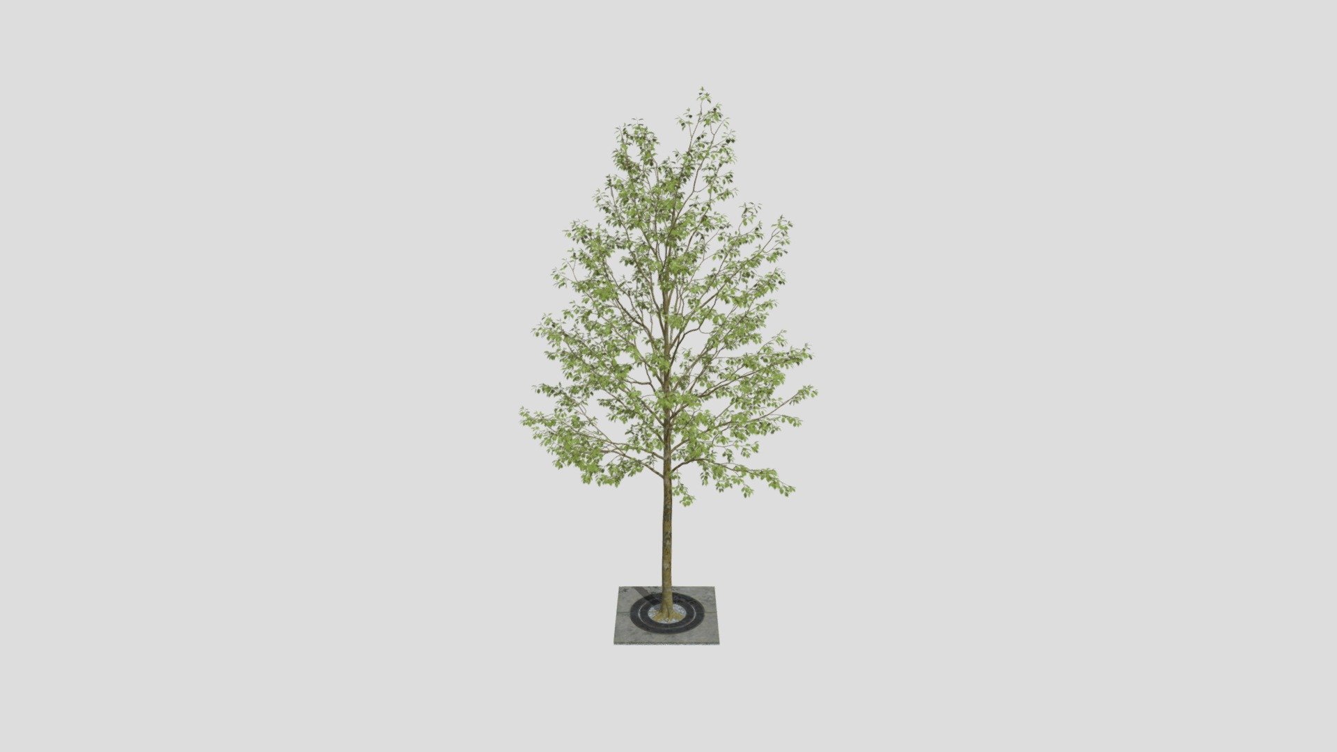 tree 25 AM207 Archmodel - Buy Royalty Free 3D model by Evermotion ...