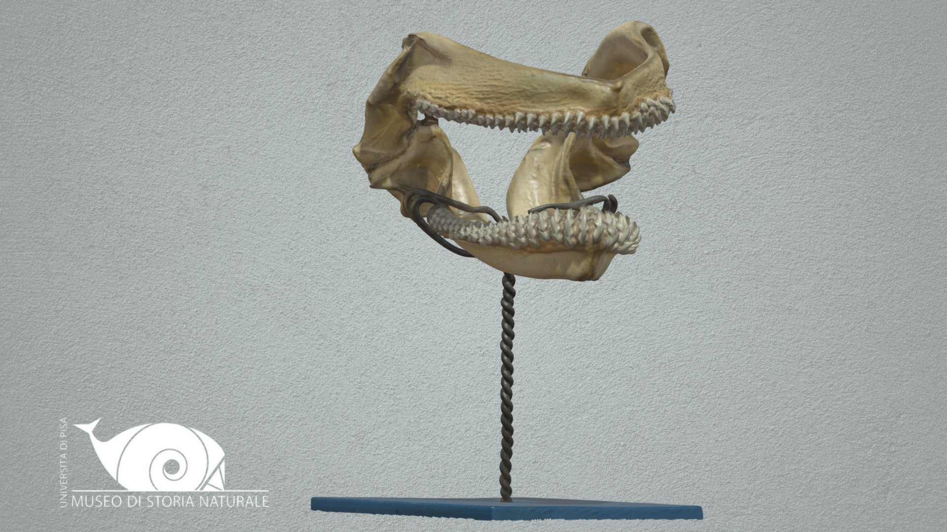 Thornback ray - 3D model by Natural History Museum, University of Pisa ...