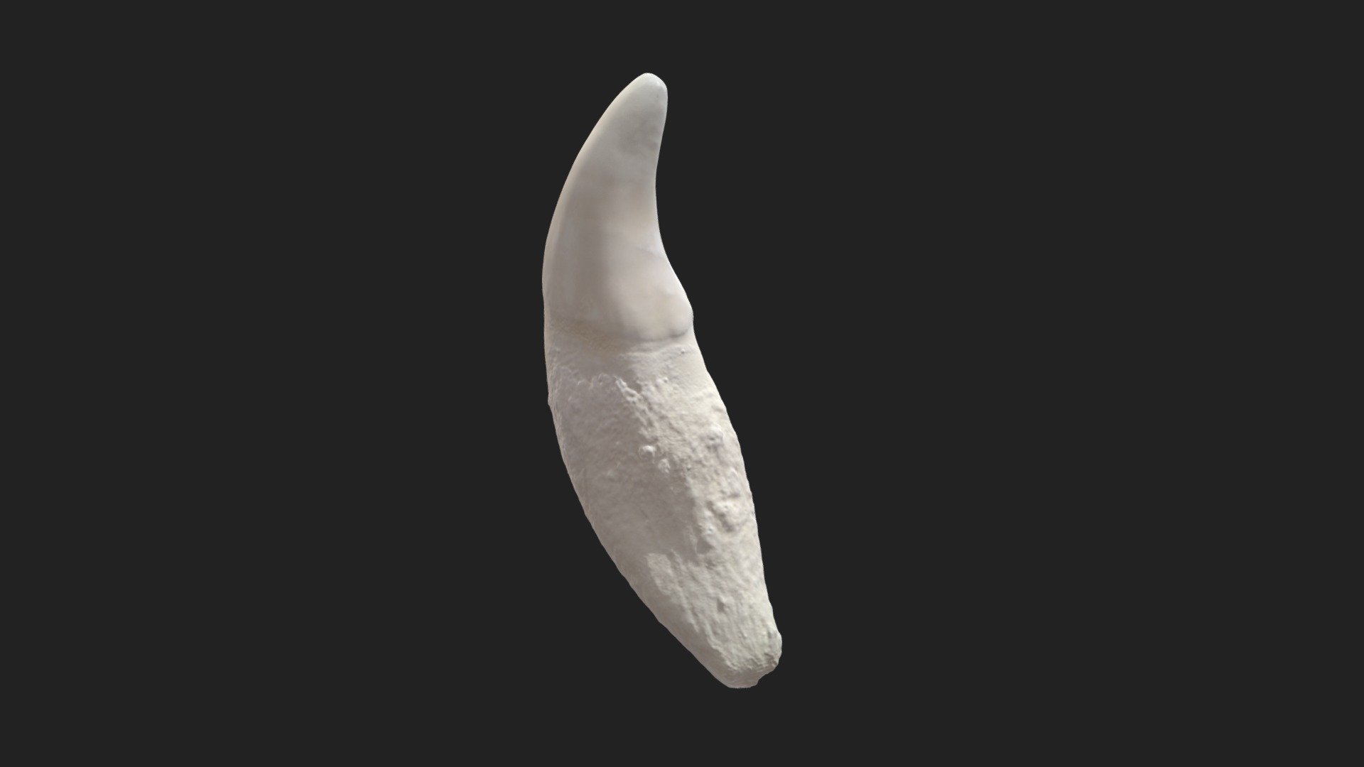 canine tooth (dens caninus) dog (lower jaw) - Download Free 3D model by ...