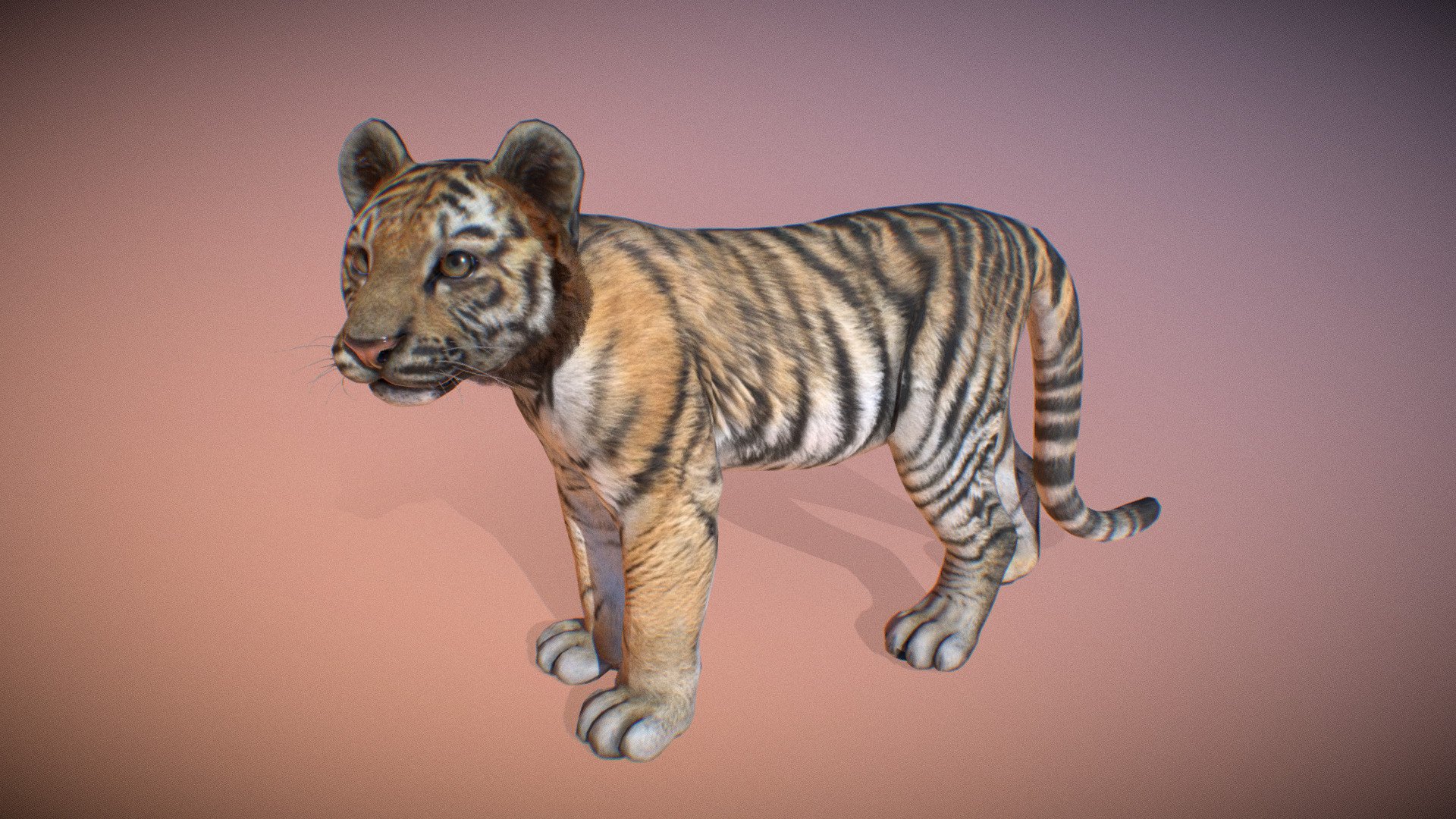 Animalia - Tiger (young) - 3D model by GiM (@GamesInMotion) [2596eeb ...