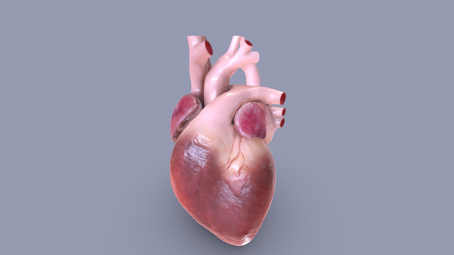 Child's Heart - 3D model by Innowise: 2D/3D Design and Software ...
