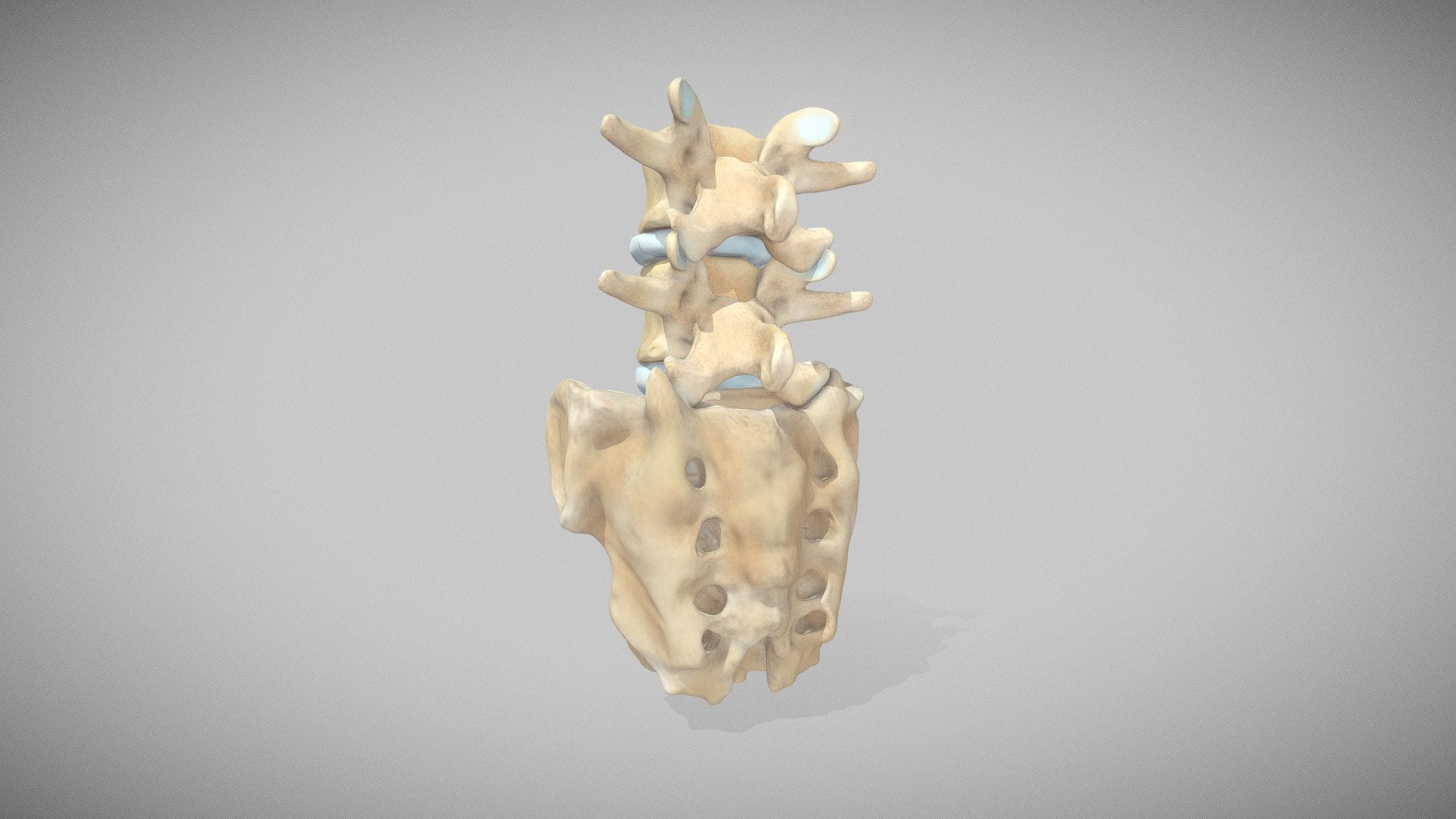 L4 and L5 Vertebrae and Sacrum - 3D model by blendedlearning @LTHTR ...