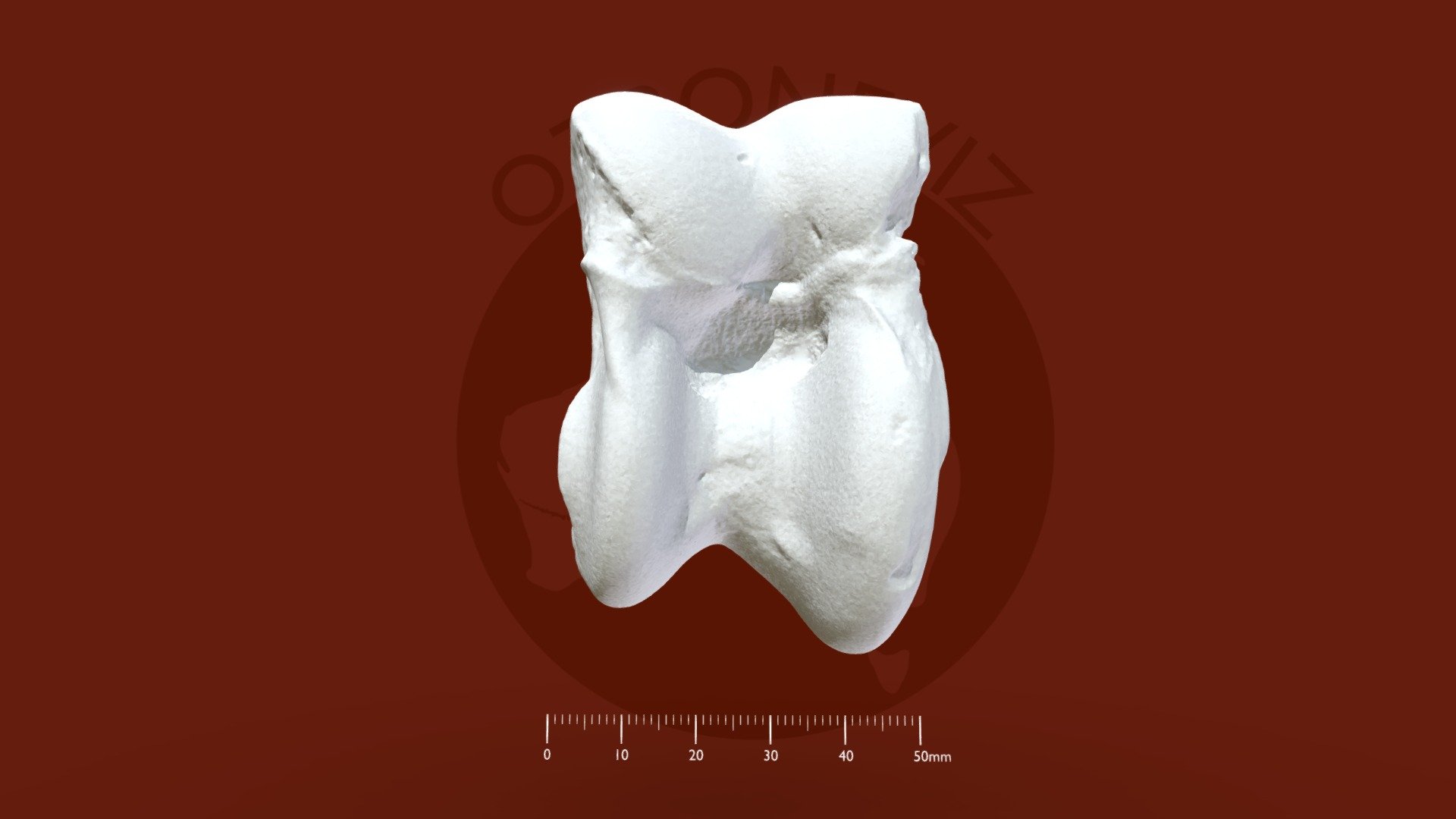 Domestic cow astragalus - 3D model by Ozboneviz [25a900a] - Sketchfab