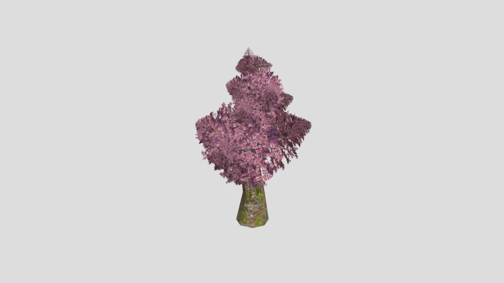 SakuraTree - Download Free 3D model by sydney_de_vos [25abbf5] - Sketchfab