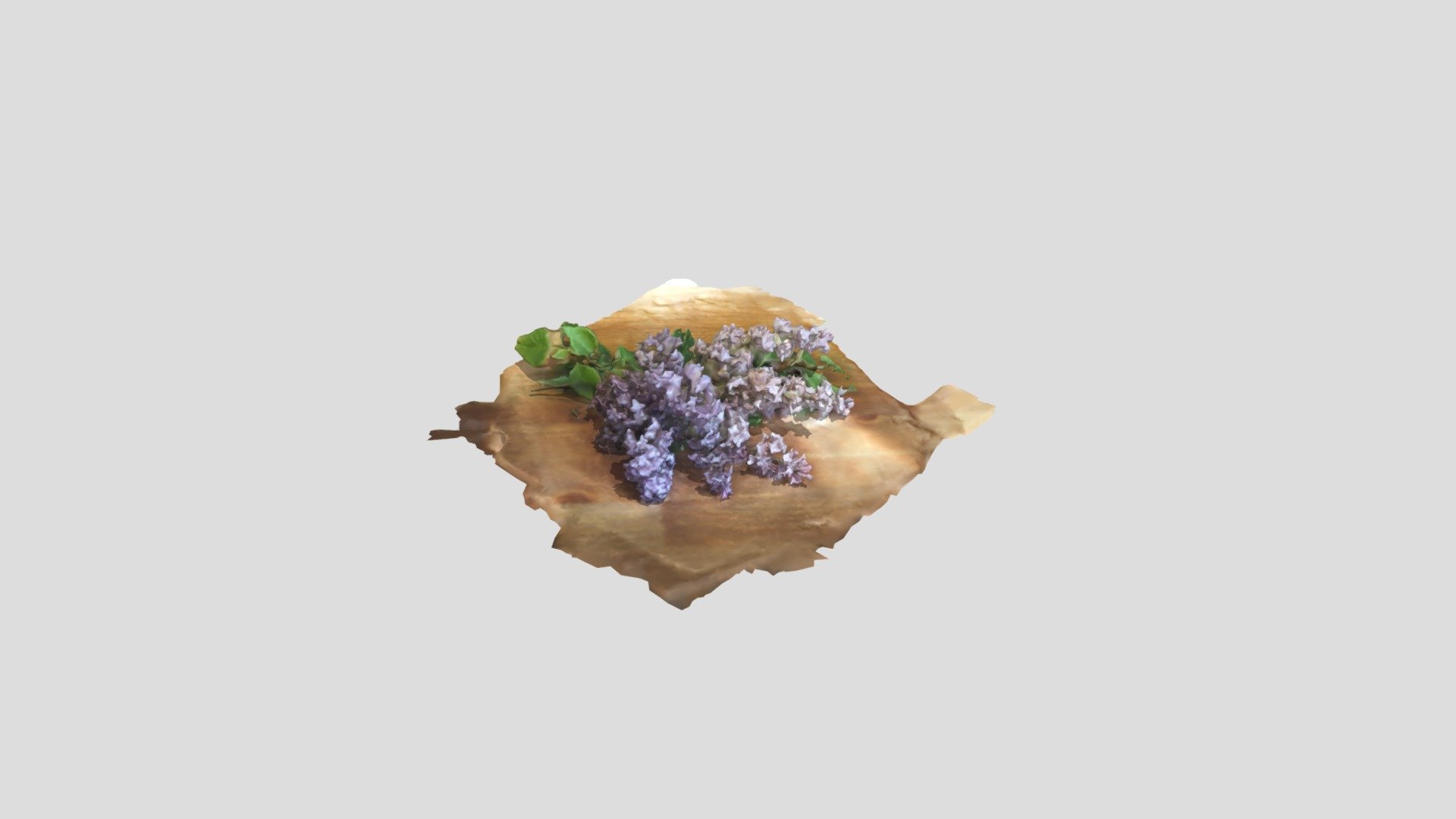 lilac - Download Free 3D model by emilydz [25ac419] - Sketchfab
