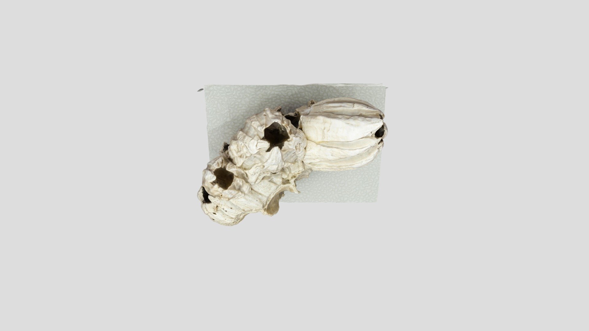 Pliocene barnacle fossil - 3D model by Kaori_T [25adc74] - Sketchfab