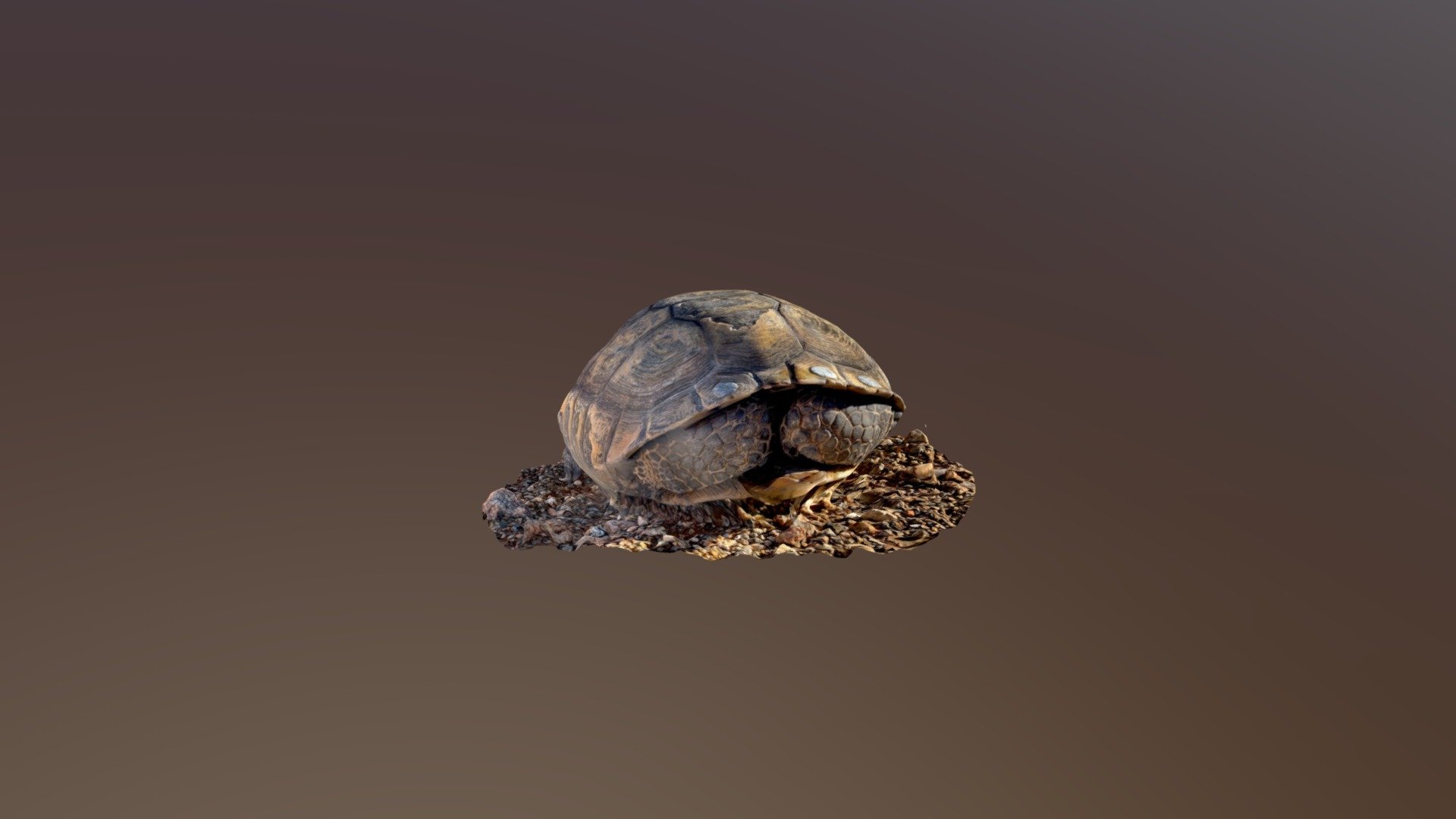 Desert Tortoise - CL3131 - Download Free 3D model by swartjordan ...