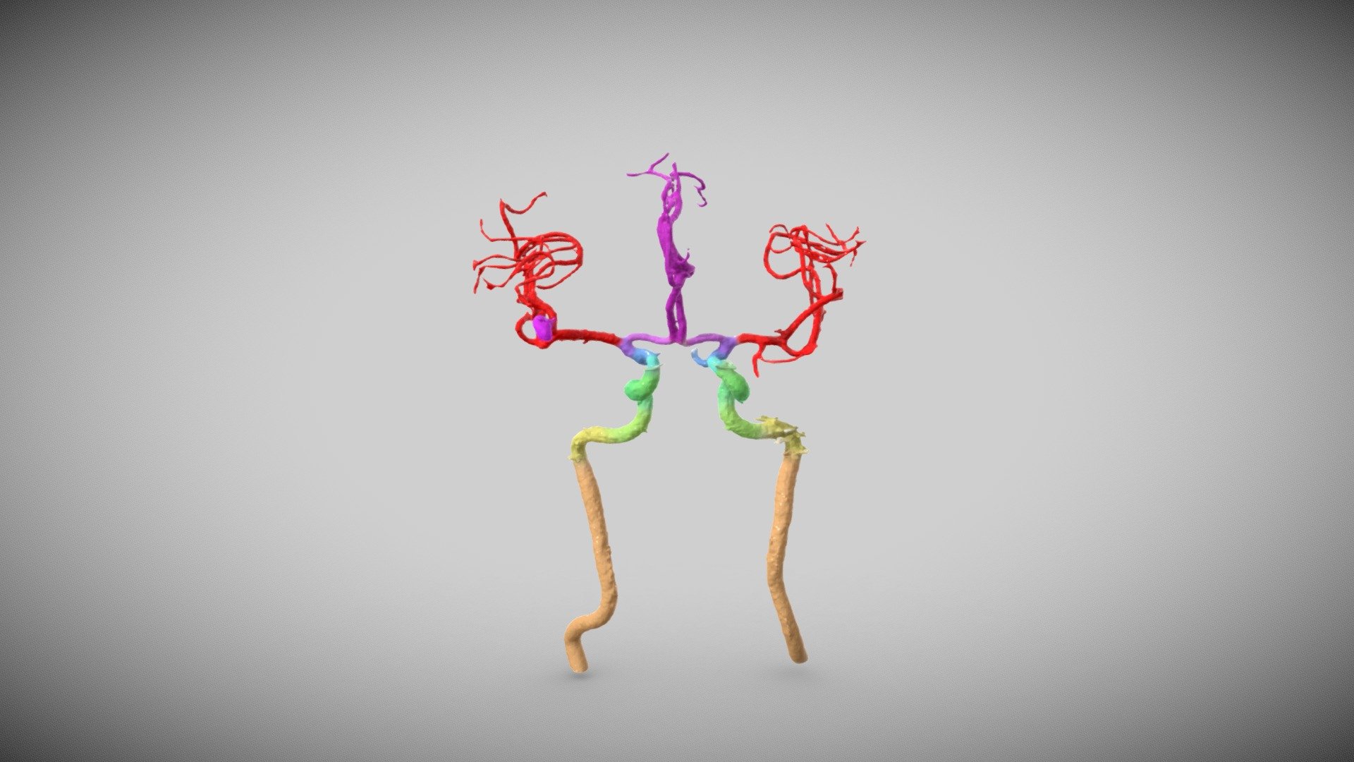 Internal Carotid Segments (Bouthillier) - Buy Royalty Free 3D model by ...