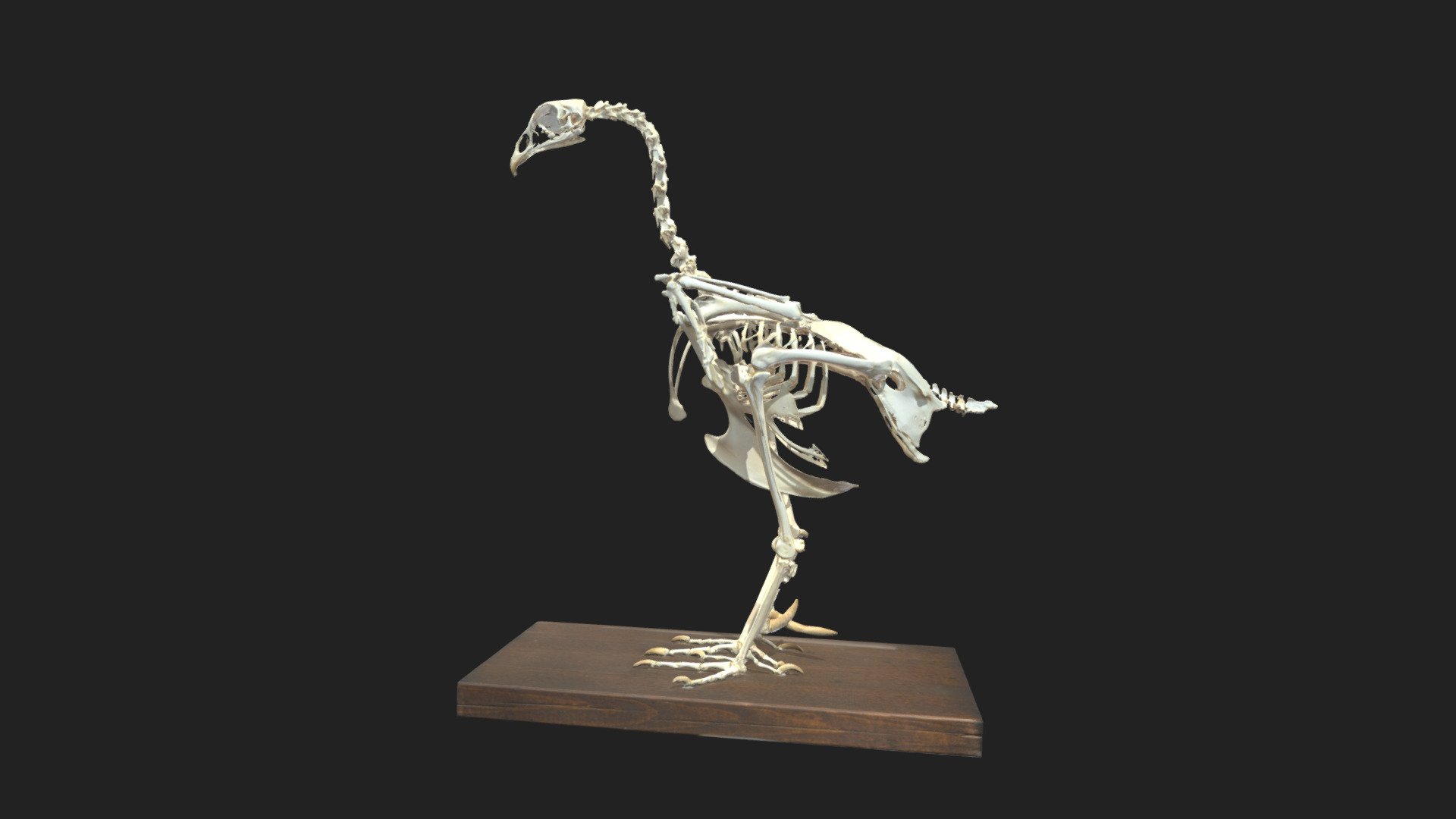 skeleton rooster - 3D model by vetanatMunich [25c2ac4] - Sketchfab