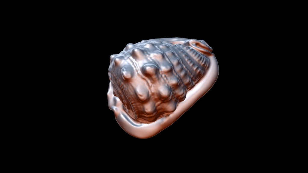 Sea Shell - 3D model by Collective Design (@collectived) [25c3c13 ...