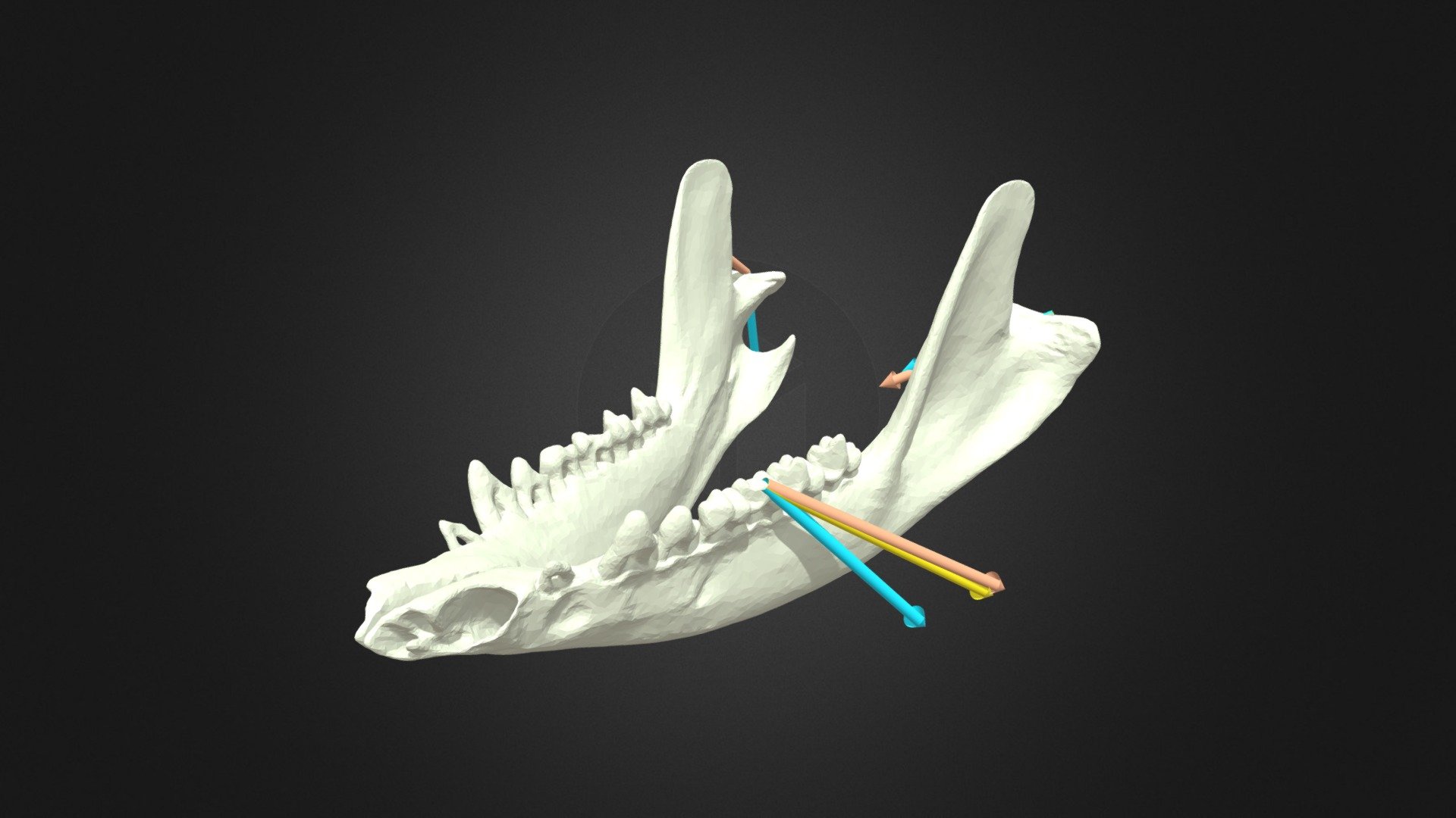 Possum Reaction Forces - 3D model by Alec Wilken (@atwilken) [25c75ba ...