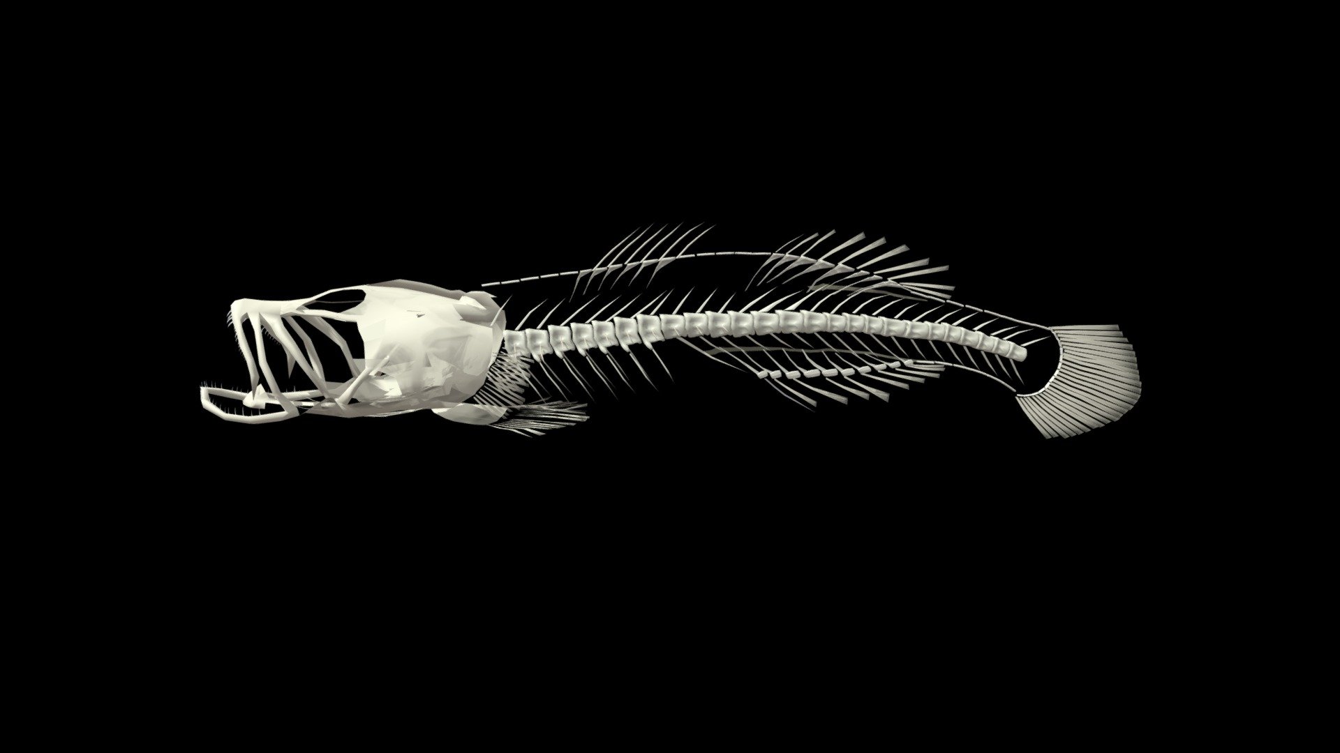 goby(Glossogobius olivaceus) ,Bone - 3D model by MEA AQUA (@MEAAQUA ...
