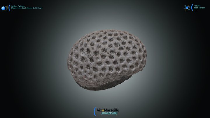 Hexacorallia 3D models - Sketchfab