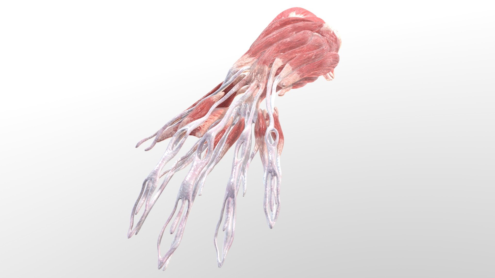 Arm and shoulder musculature - Download Free 3D model by Snorkle ...