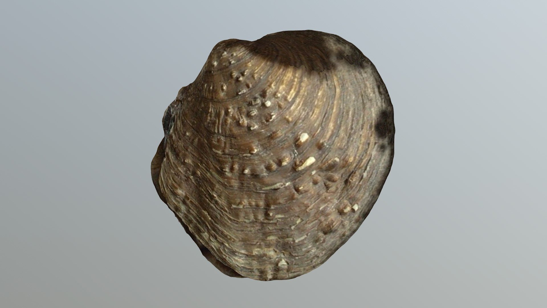Purple Wartyback (Cyclonaias tuberculata) - 3D model by KathrynSaigle ...