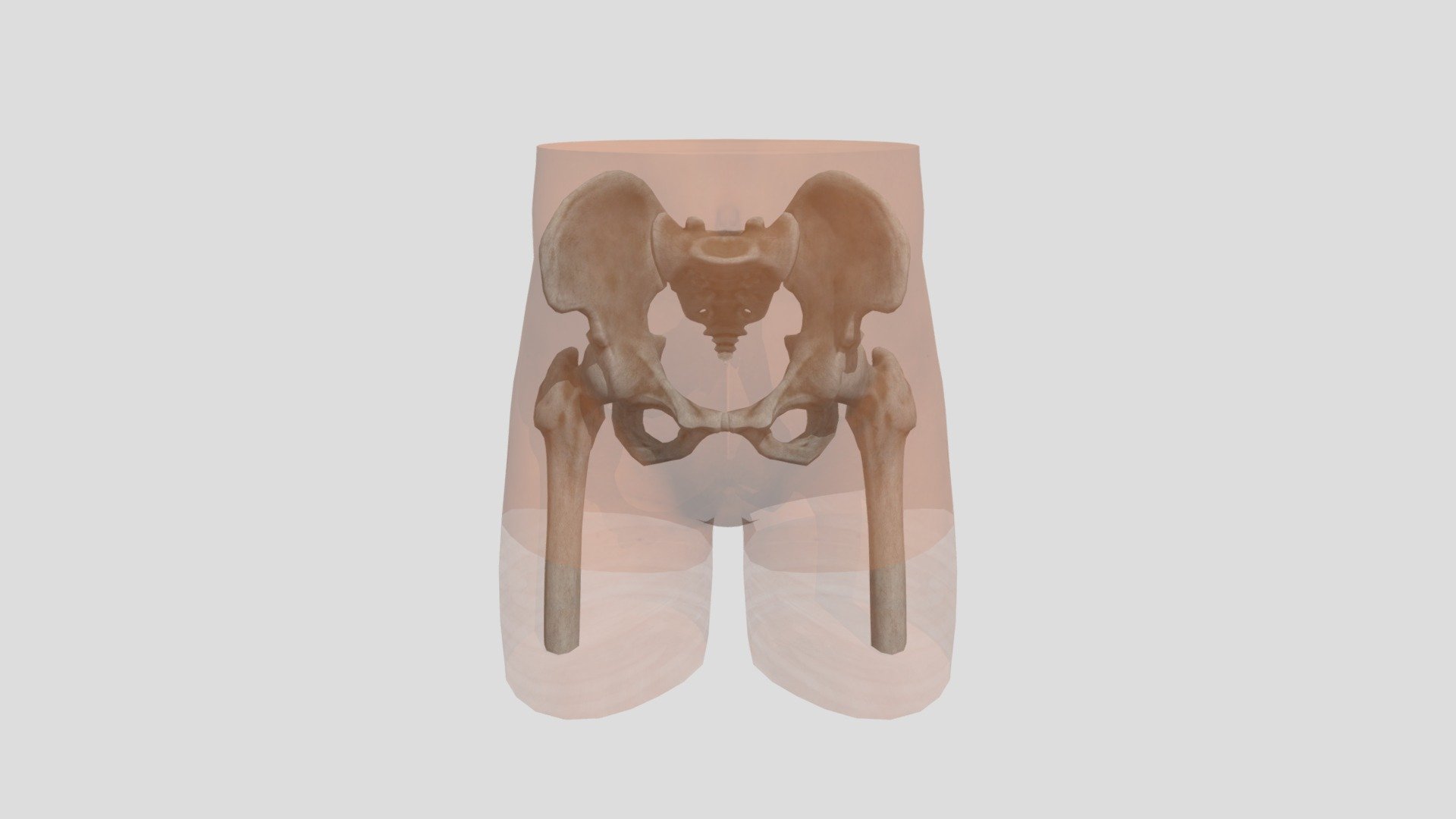 Hip_skeleton - 3D model by foxphoto01 [25e519b] - Sketchfab