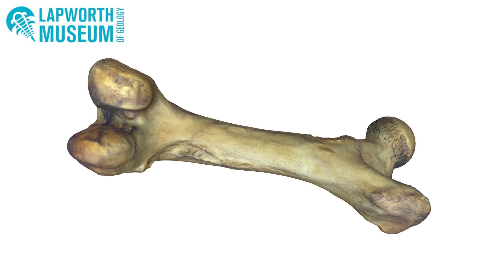 Hippopotamus Right Femur - Download Free 3D model by Lapworth Museum of ...