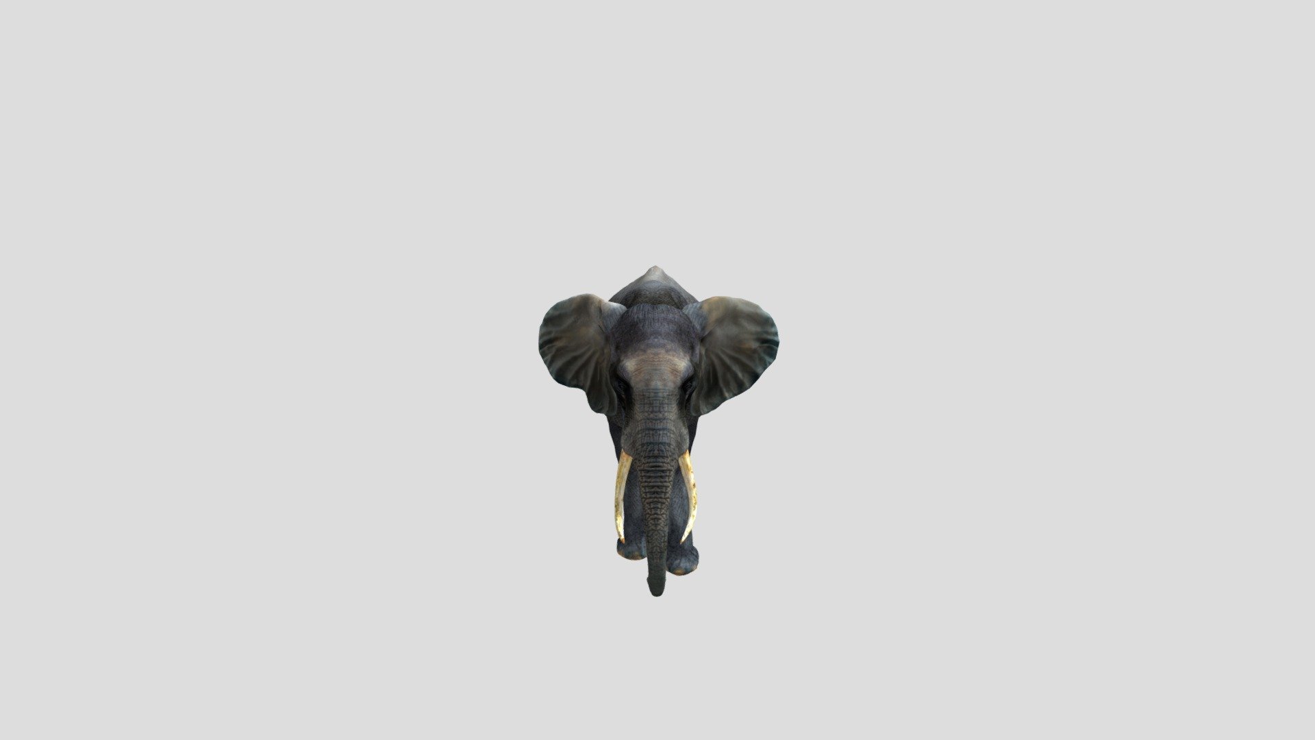 Elephant_v1_00 - 3D model by Jump Rental (@Jumprental) [25f109e ...