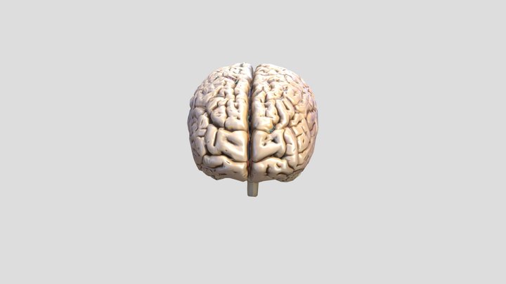 Brain 3D models - Sketchfab