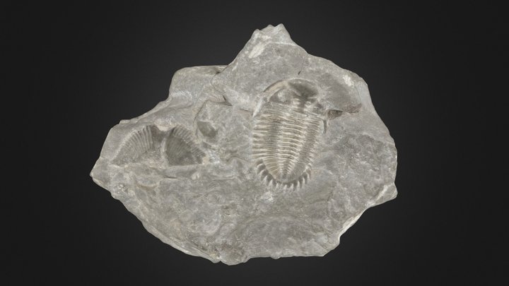 Arthropoda 3D models - Sketchfab