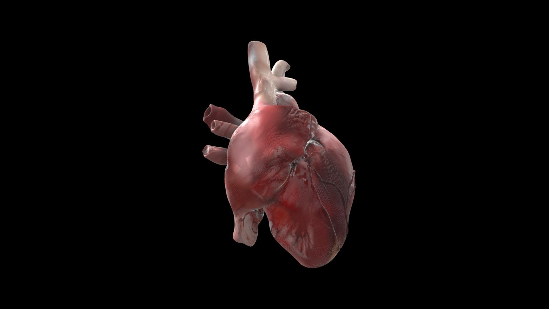 heart medical anatomy - Buy Royalty Free 3D model by haibo ...