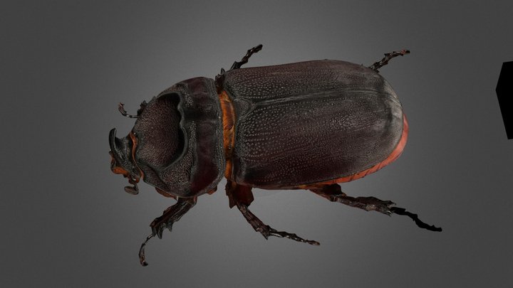 Arthropoda 3D models - Sketchfab