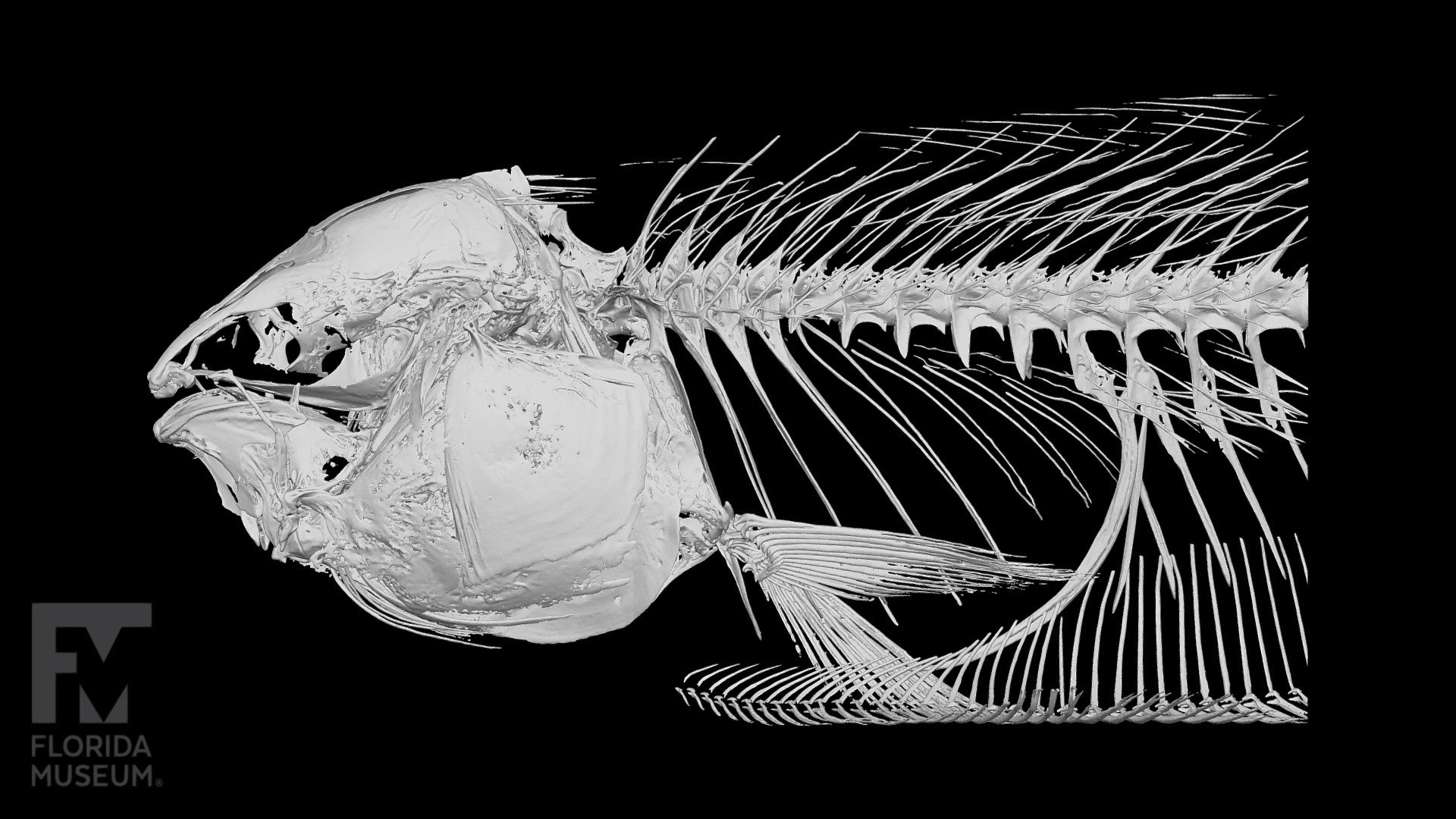 Ghost Knifefish, Apteronotidae - 3D model by FloridaMuseum [25f854c ...