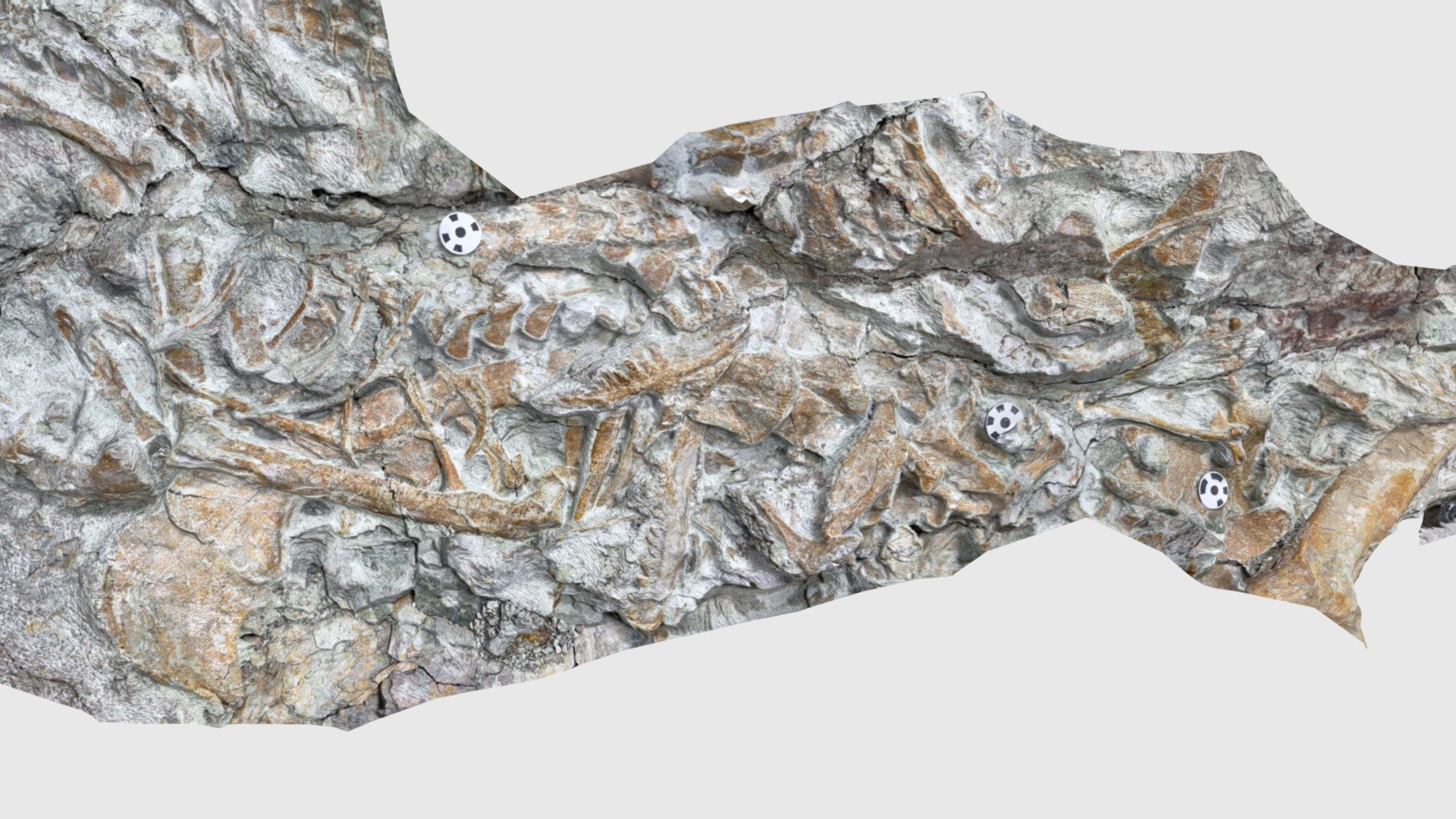 Utahraptor bone bed - Download Free 3D model by High Plains Rifter ...