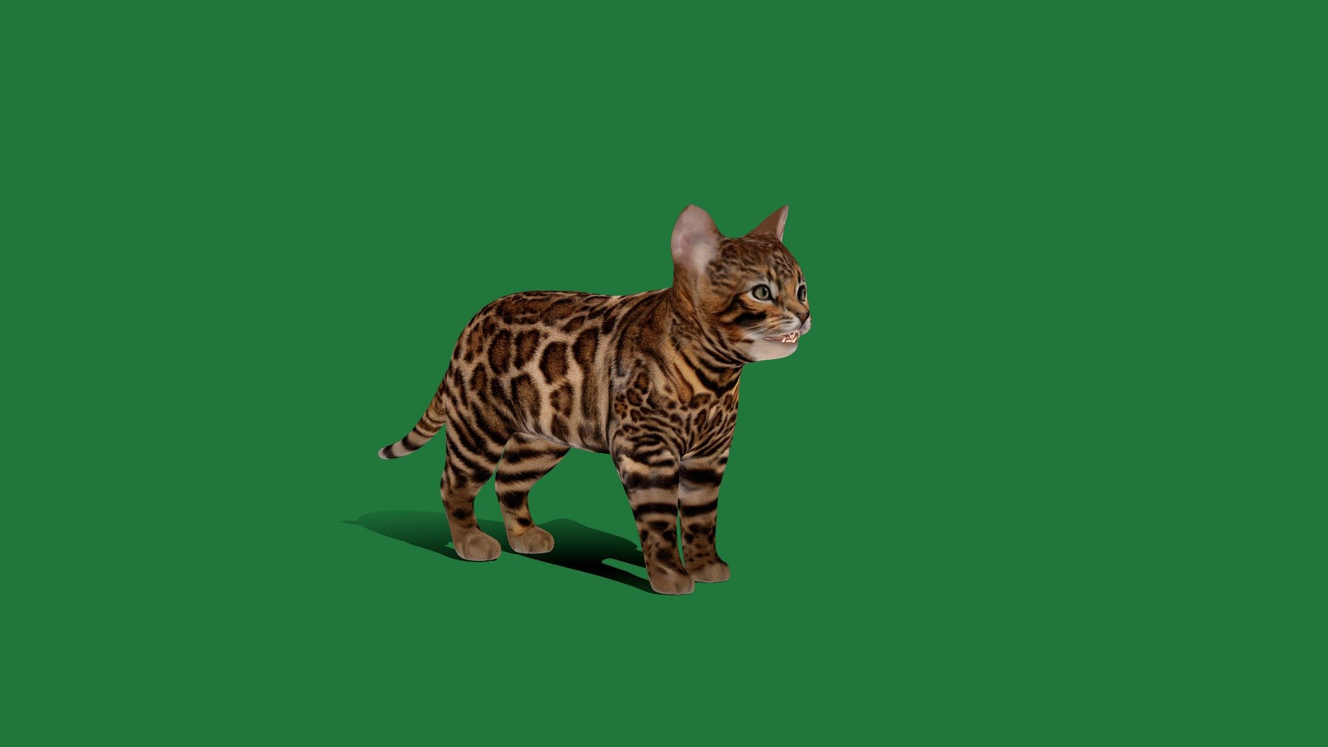 Bengal Kitten Cat (Lowpoly) - Buy Royalty Free 3D model by ...