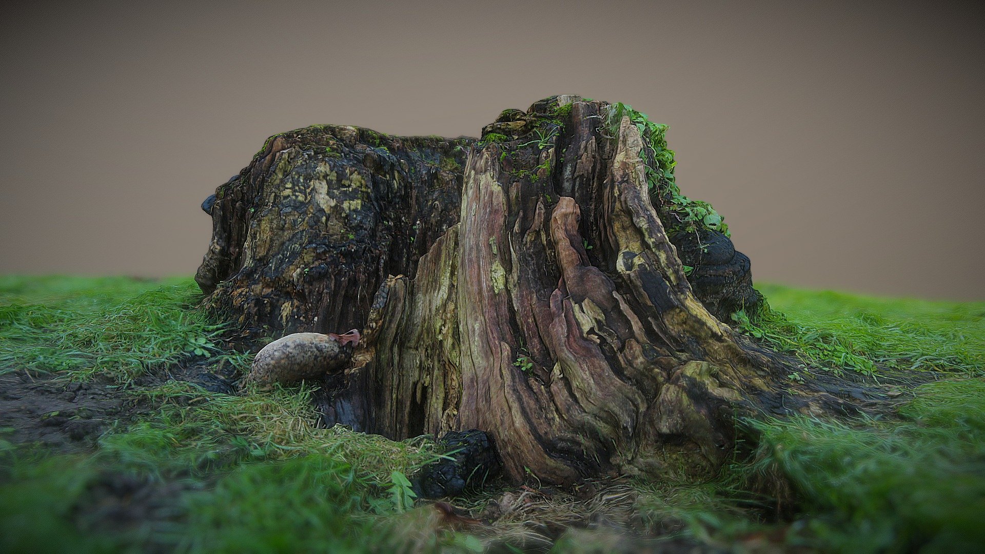 Stump - Download Free 3D model by benbeauart [260ad5a] - Sketchfab