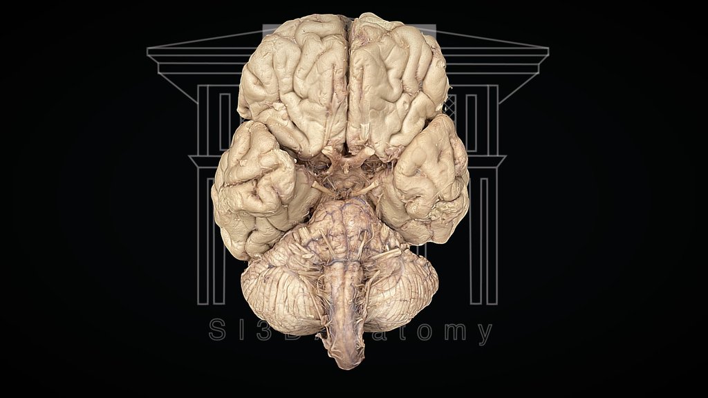 Neuroanatomy - A 3D model collection by jessadees - Sketchfab