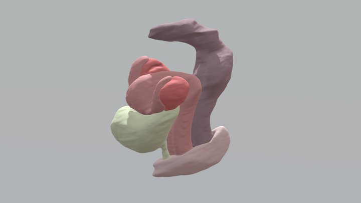 Pelvis 3d Models Sketchfab