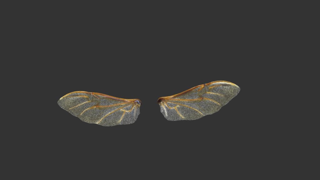 Maybug wings - 3D model by Mieke Roth (@miekeroth) [2616c3d] - Sketchfab