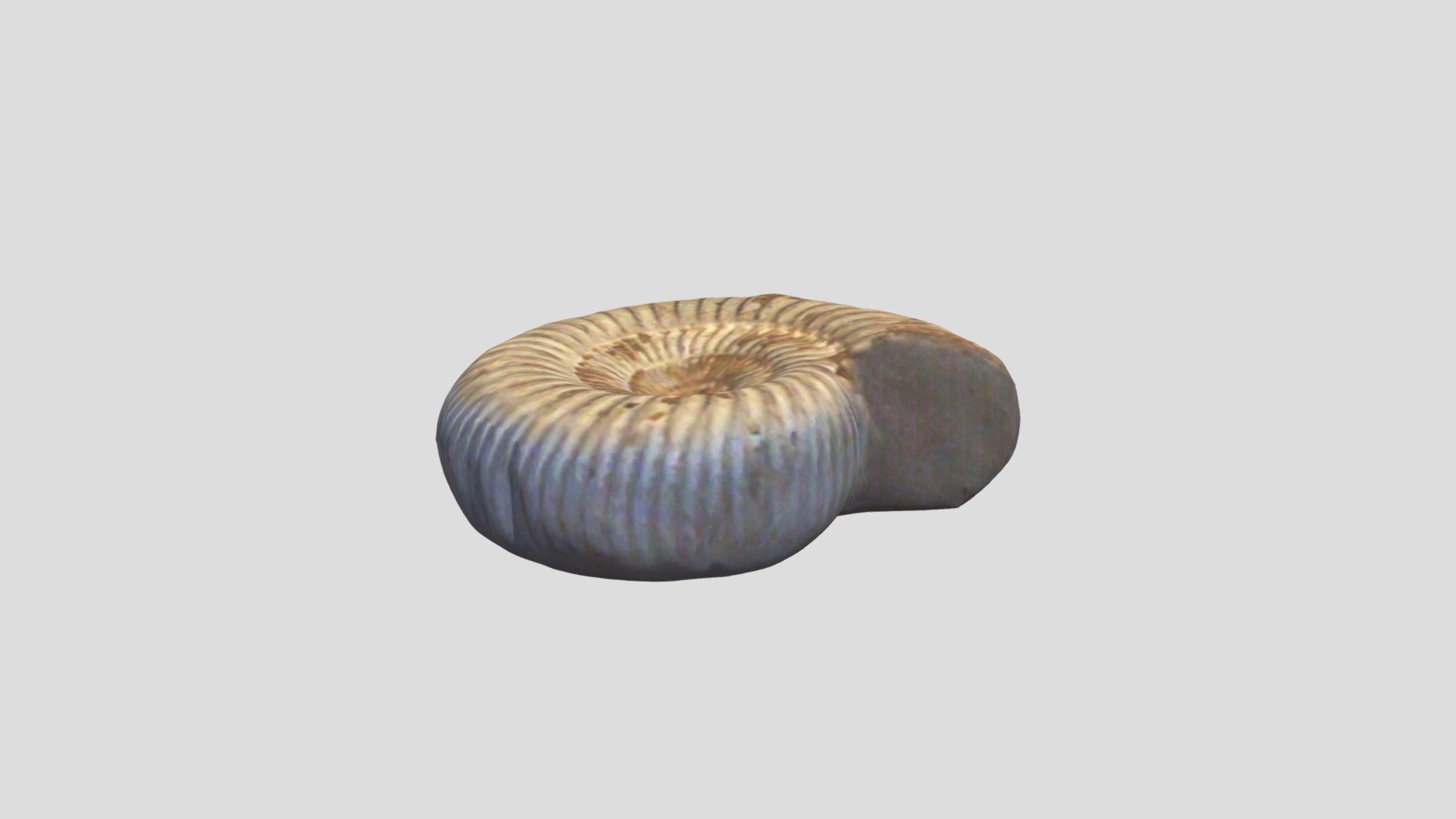Ammonite - Download Free 3D model by Dan (@dancash13) [26198bd] - Sketchfab