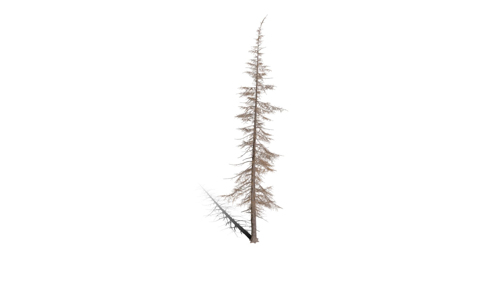 Realistic HD Mountain hemlock (38/43) - Buy Royalty Free 3D model by ...