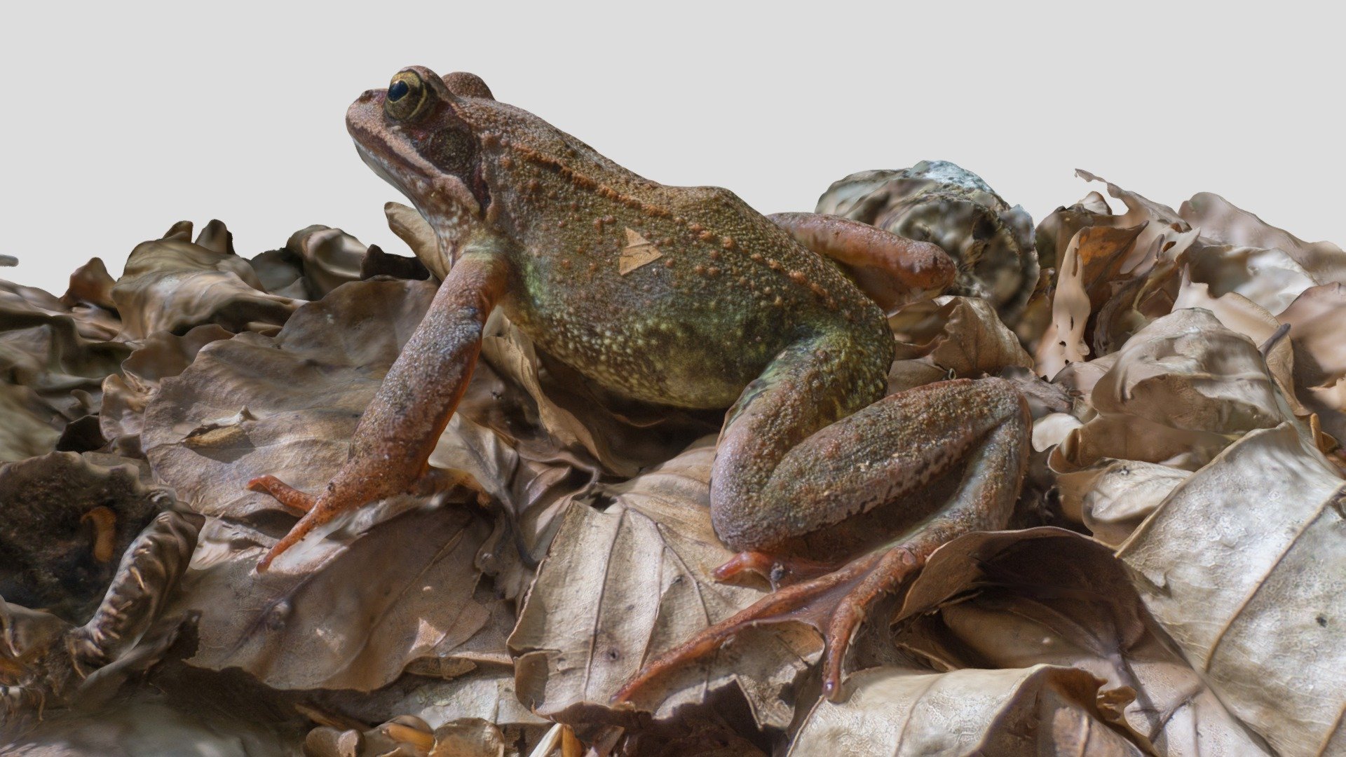 Rana dalmatina - Download Free 3D model by yelizegi - PUNTTULANBRO ...